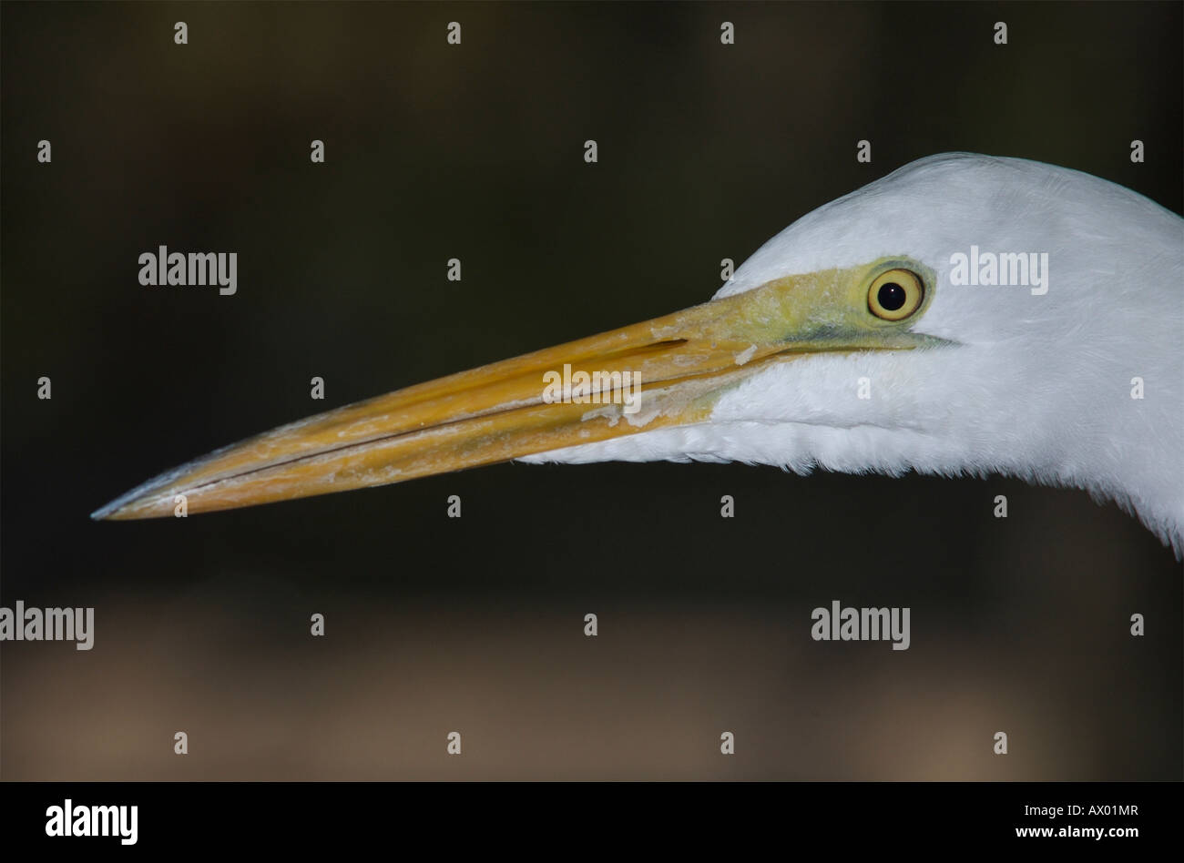 Dagger like sharp bill hi-res stock photography and images - Alamy