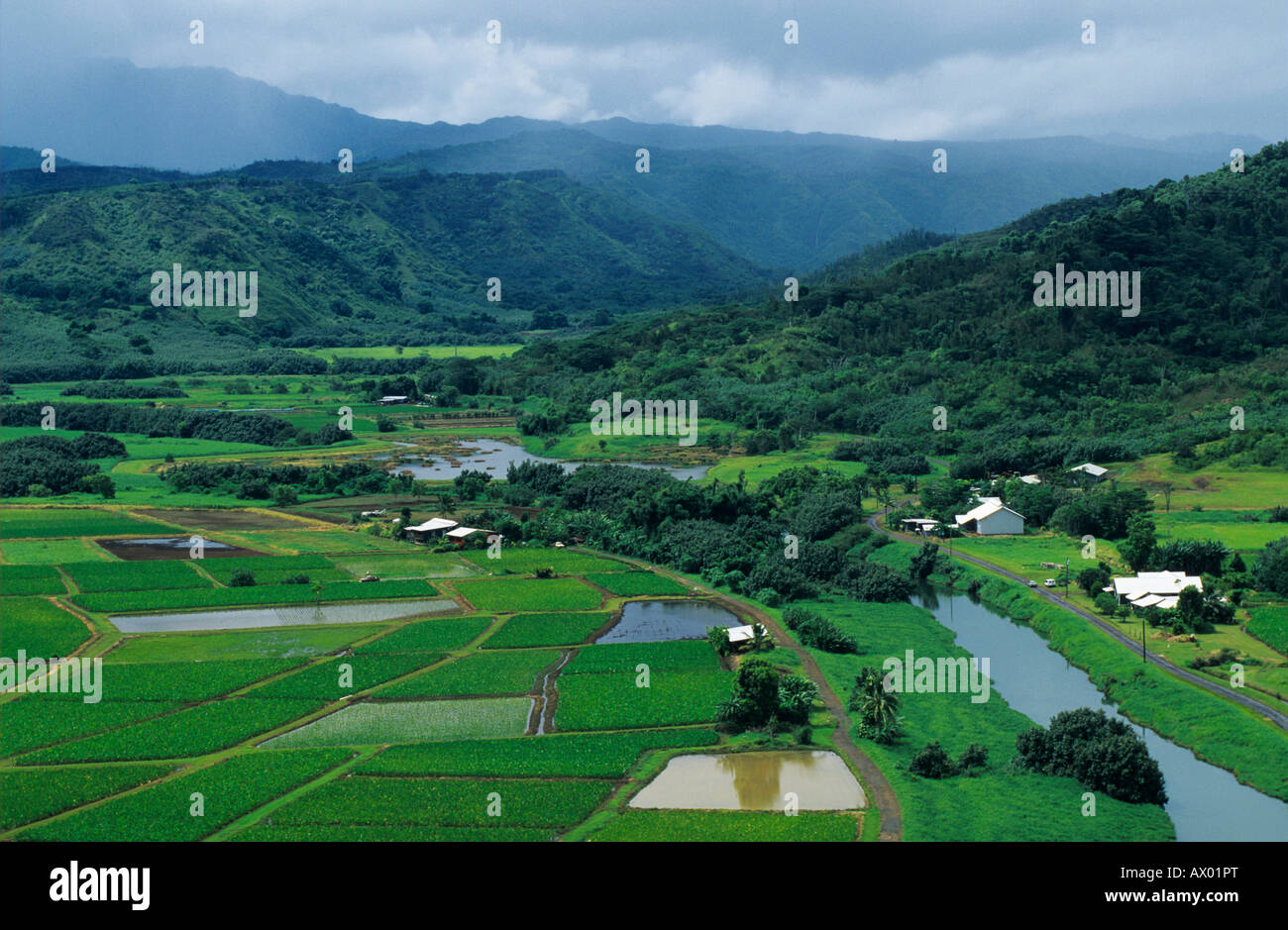 Taro Fields in Hanalei Valley Hanalei Valley Overlook Kauai Hawaii USA ...