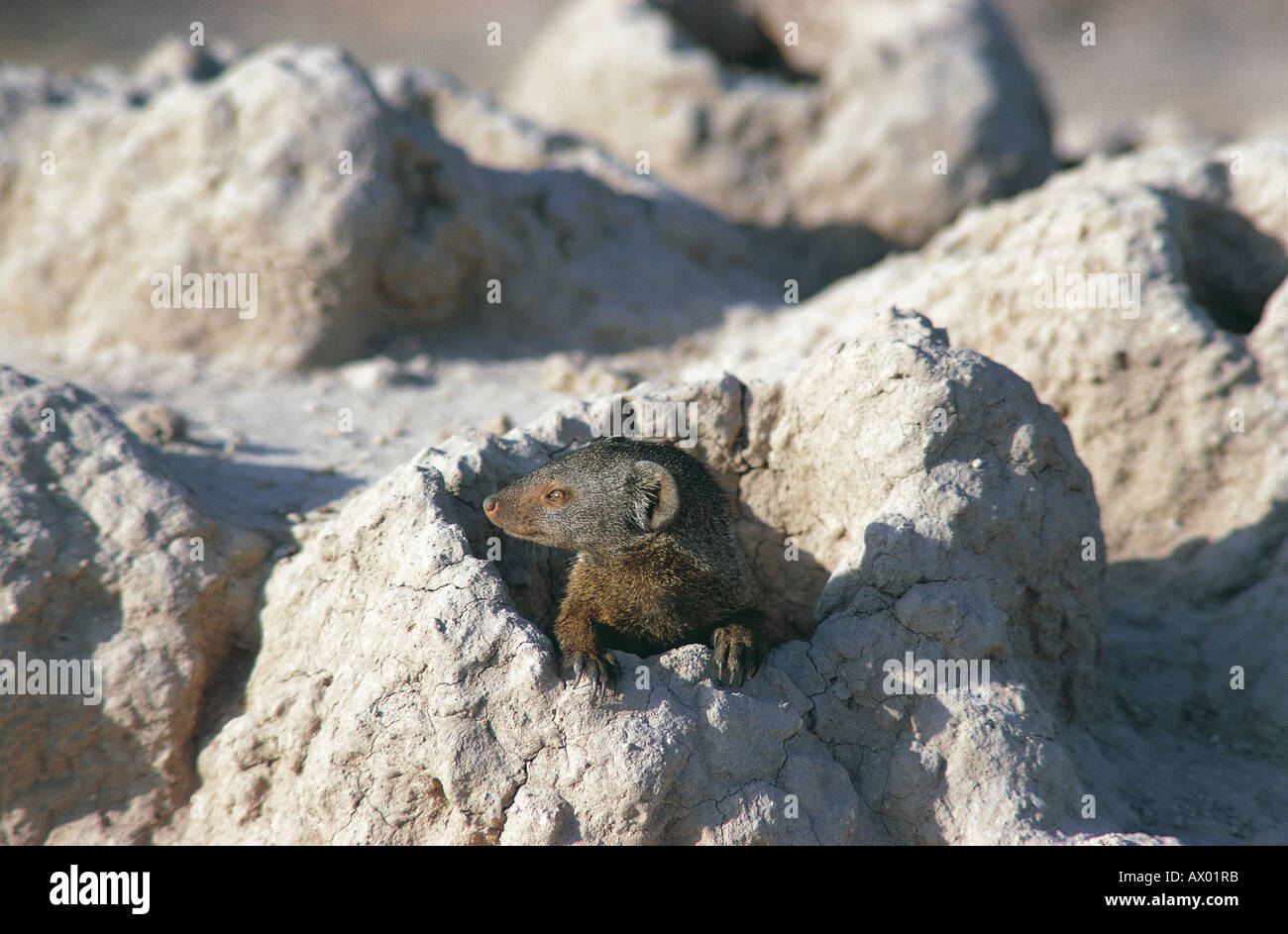 Dwarf mongoose emerging from termite hi-res stock photography and ...