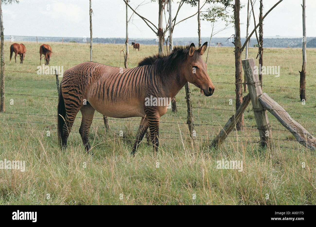 Zebroid or sterile hybrid of horse and Grevy s Zebra on a ranch near ...