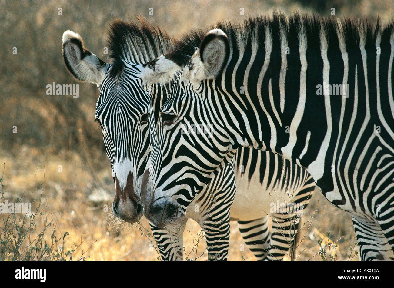Portrait of two Grevy s Zebra in Samburu National Reserve Kenya They ...