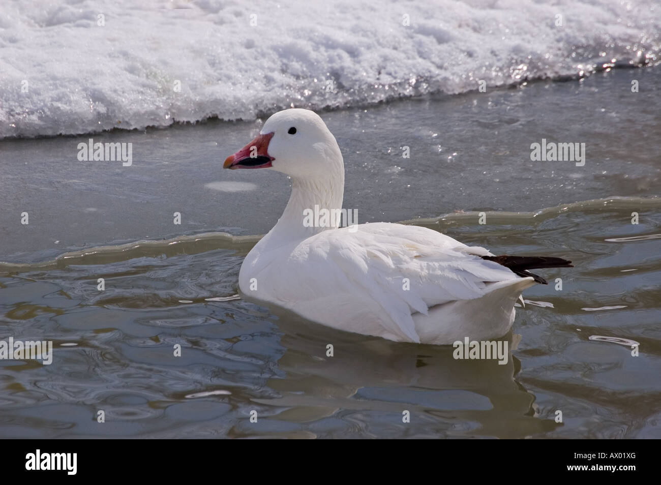 Goose in winter hi-res stock photography and images - Alamy