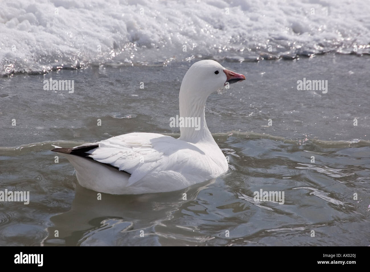 Goose winter hi-res stock photography and images - Alamy