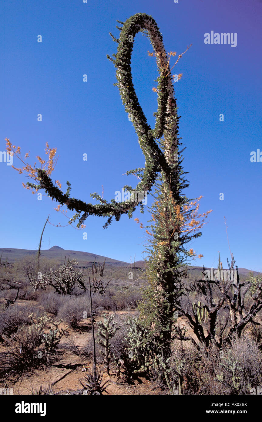 Boojum Tree High Resolution Stock Photography and Images - Alamy