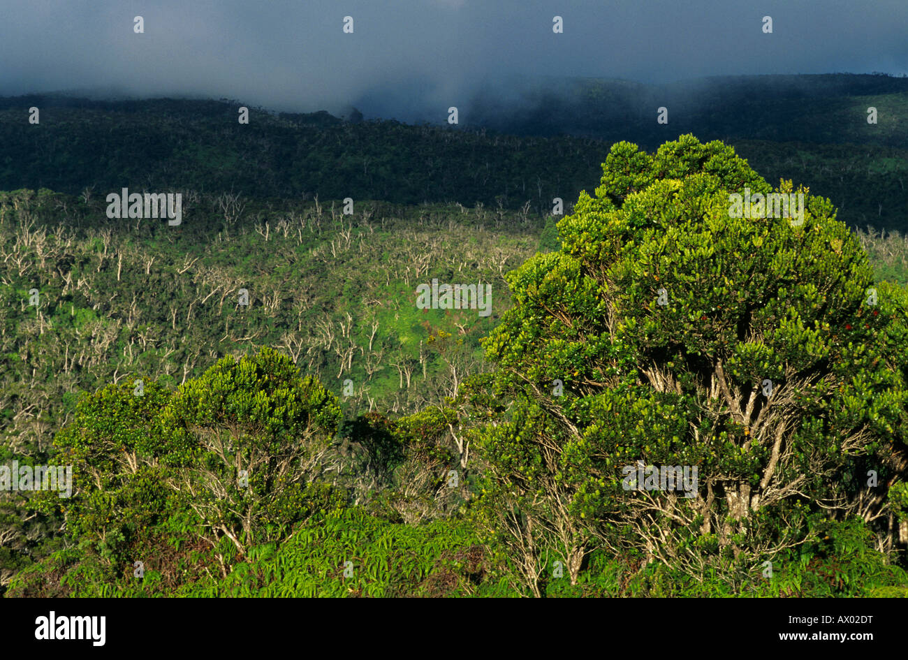 View of Alakai Swamp Kauai Hawaii USA August 1996 Stock Photo - Alamy