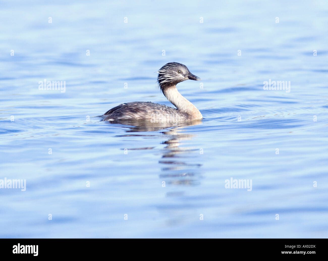 Hoary headed grebe hi-res stock photography and images - Alamy