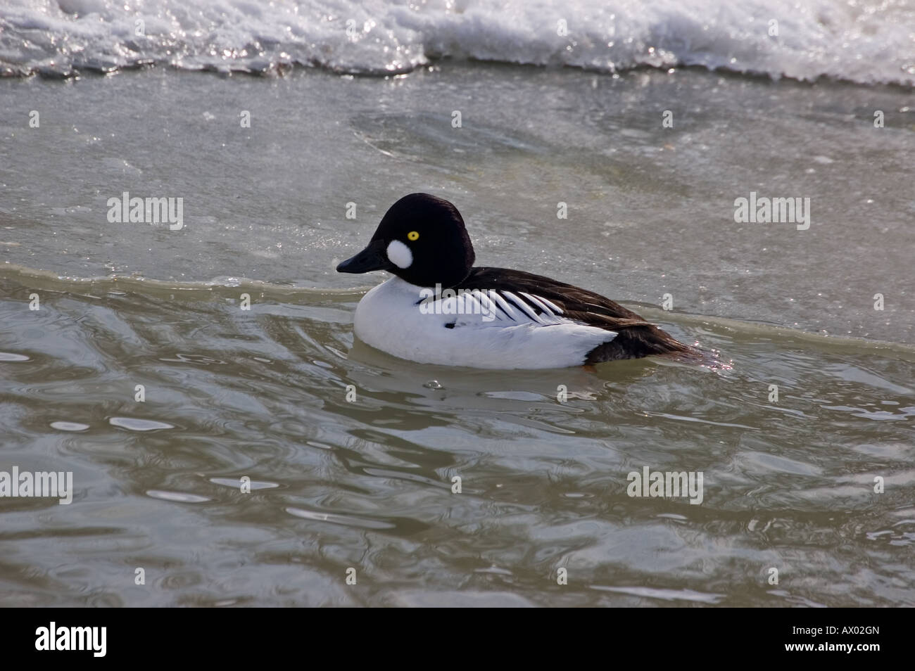 Common Goldeneye Duck in winter pond Stock Photo - Alamy