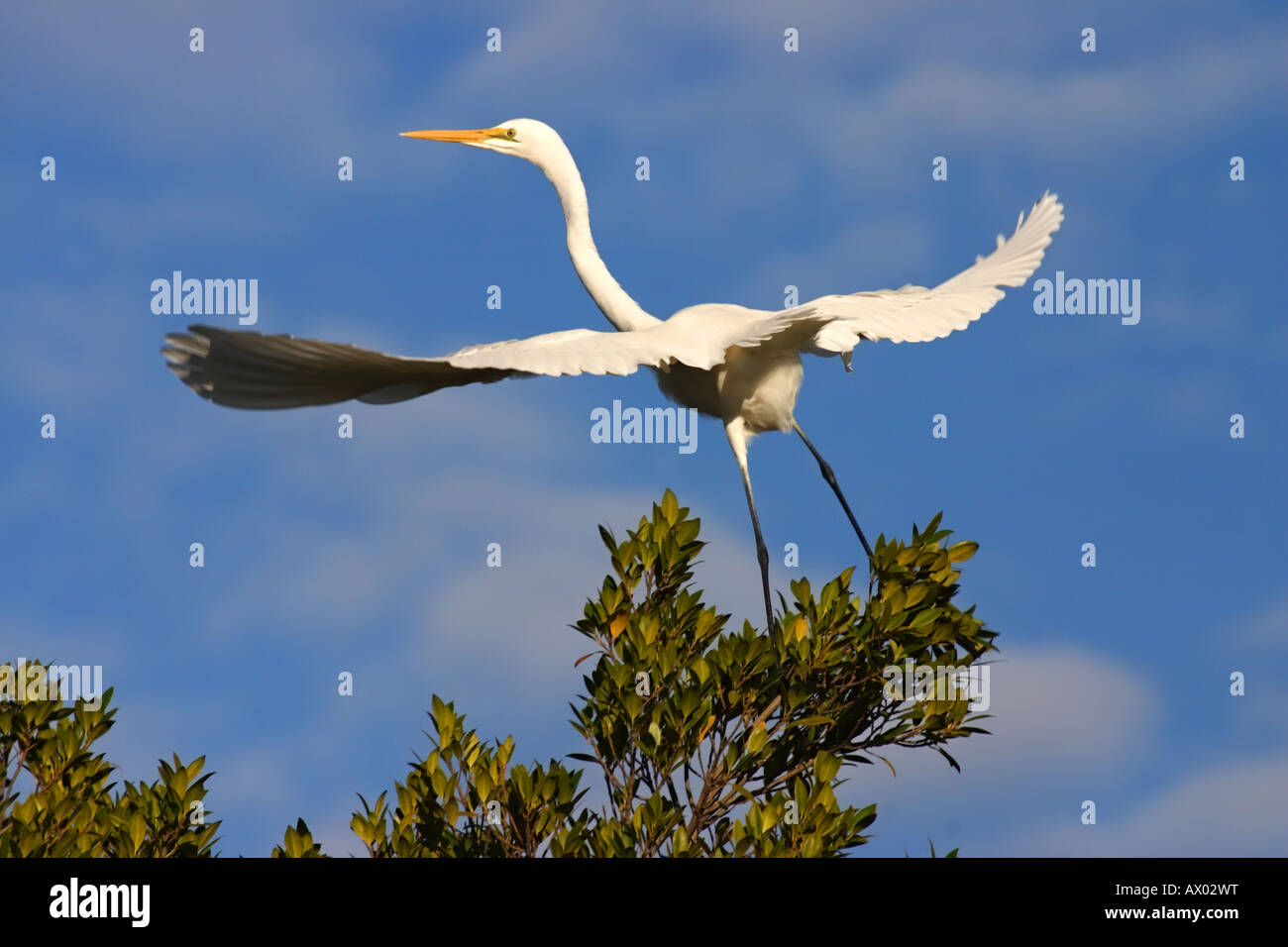 Ardea alba flying hi-res stock photography and images - Alamy