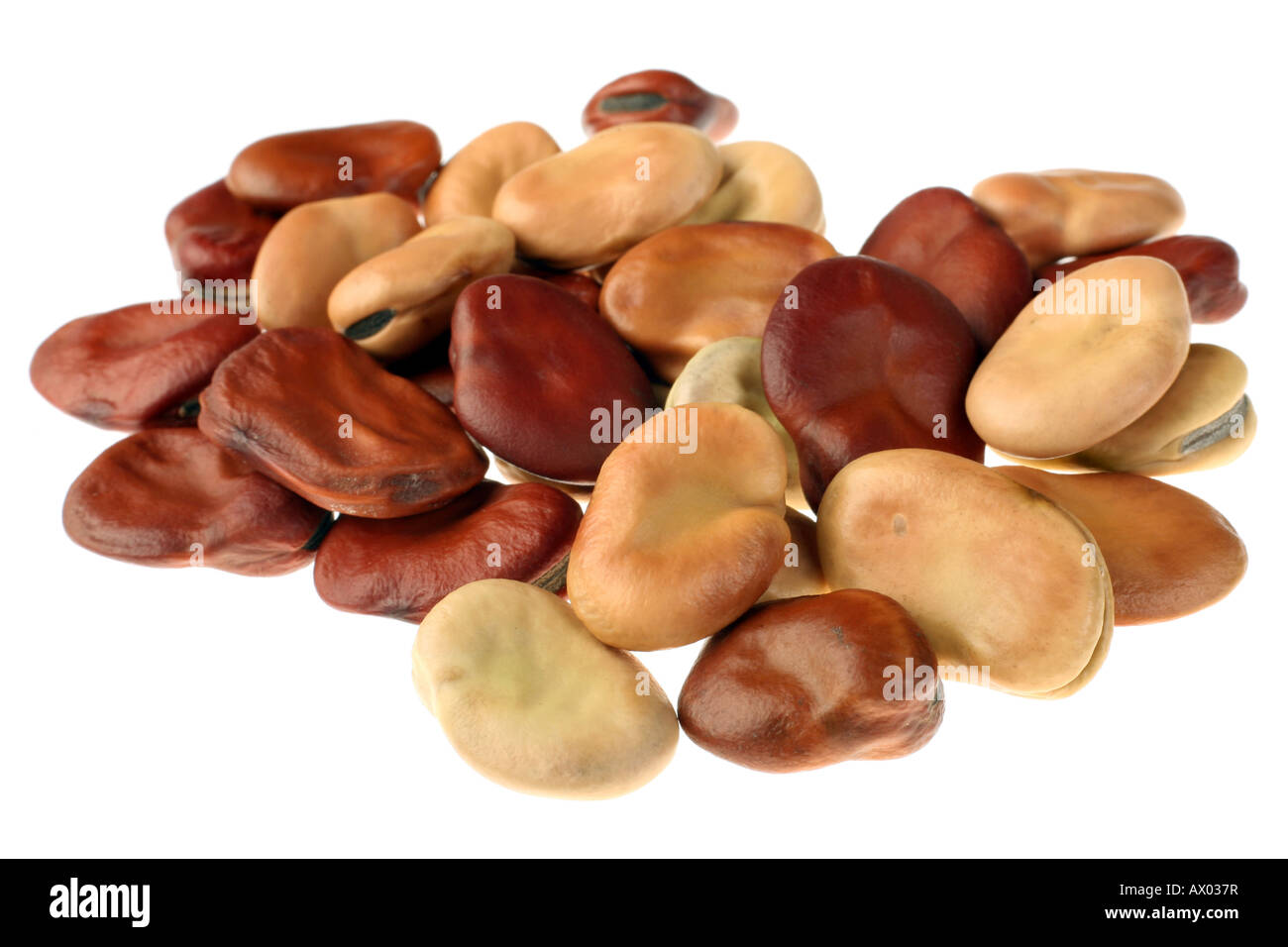 Brown dry bean isolated on white background Stock Photo - Alamy