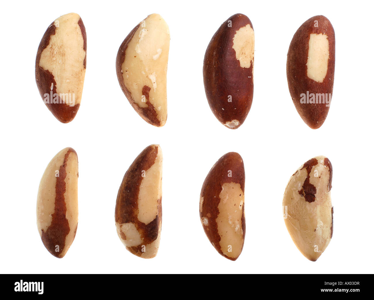 Brazil nut detail isolated on white background Stock Photo - Alamy