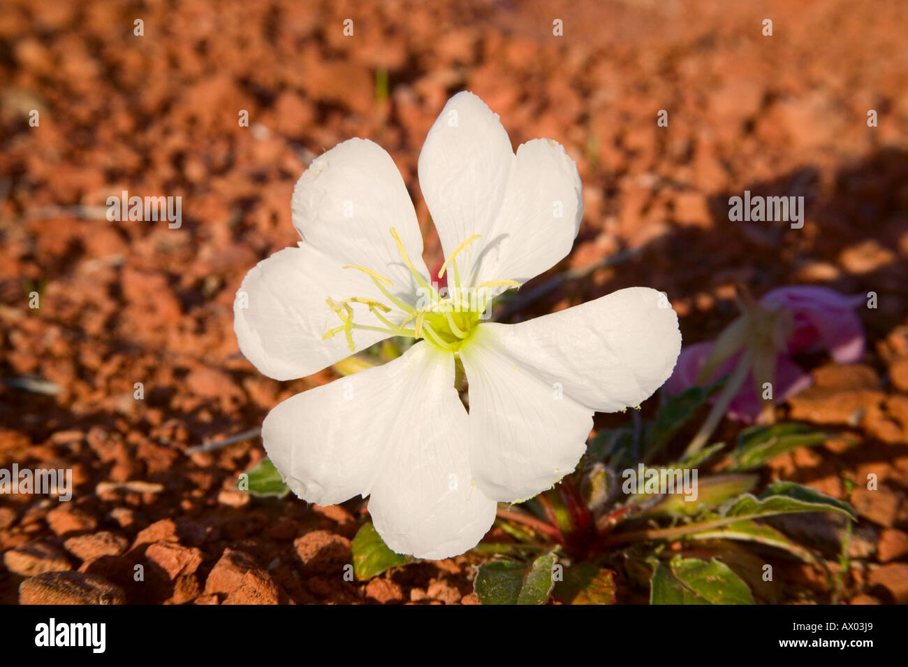 Desert Primrose blooming Stock Photo - Alamy