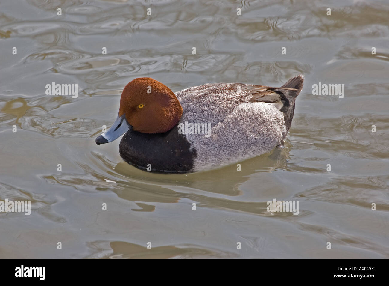 Winter ice aythya americana hi-res stock photography and images - Alamy