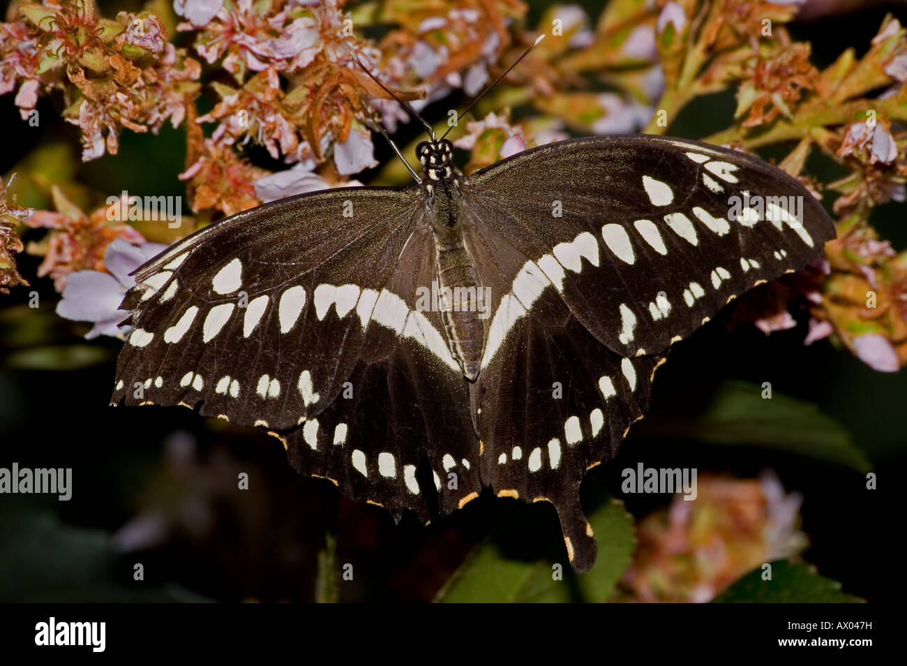 Thoas swallowtail butterfly Stock Photo - Alamy