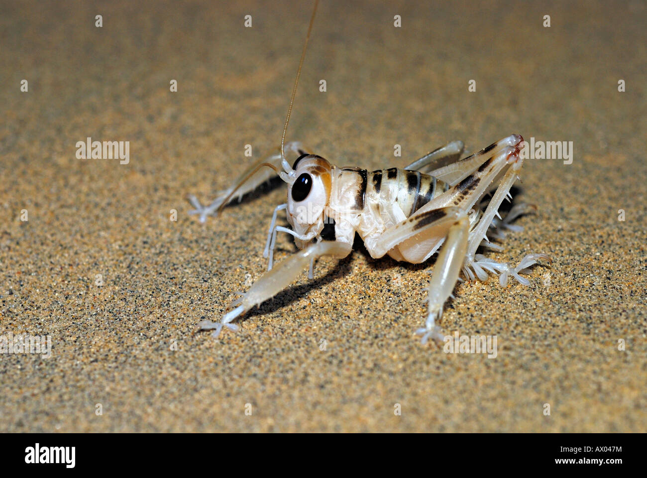 Schizodactylus monstrosus hi-res stock photography and images - Alamy