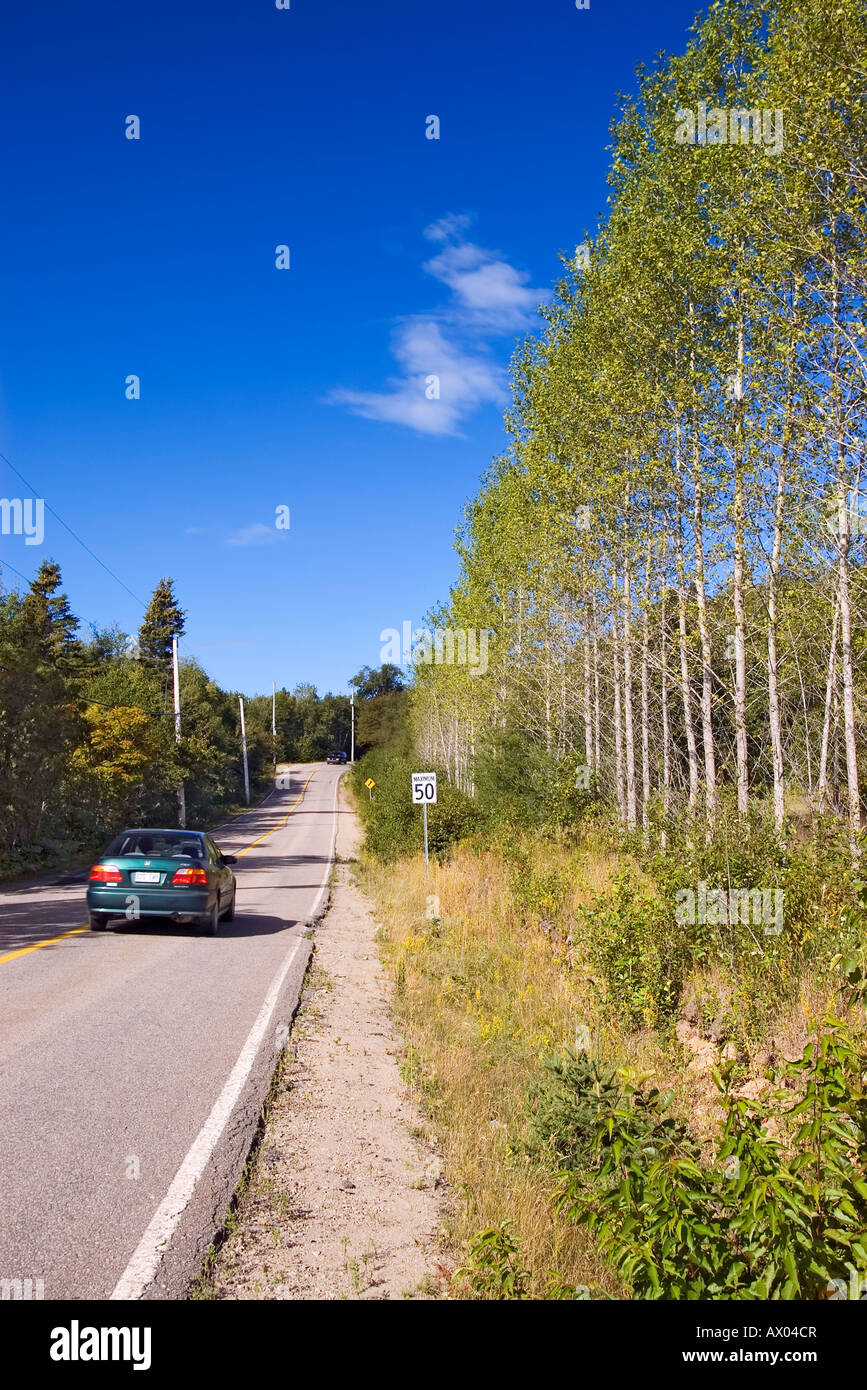 Trees hedge on roadside in Tadoussac Stock Photo - Alamy