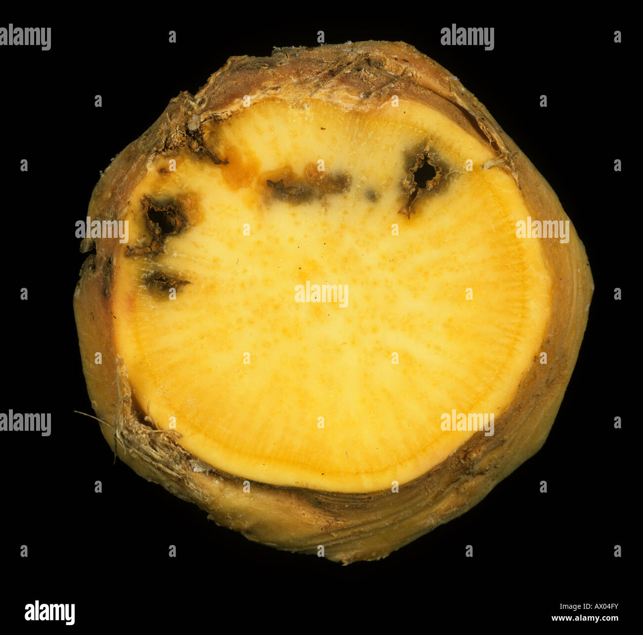 Wireworm Agriotes sp feeding damage inside parsnip root Stock Photo - Alamy