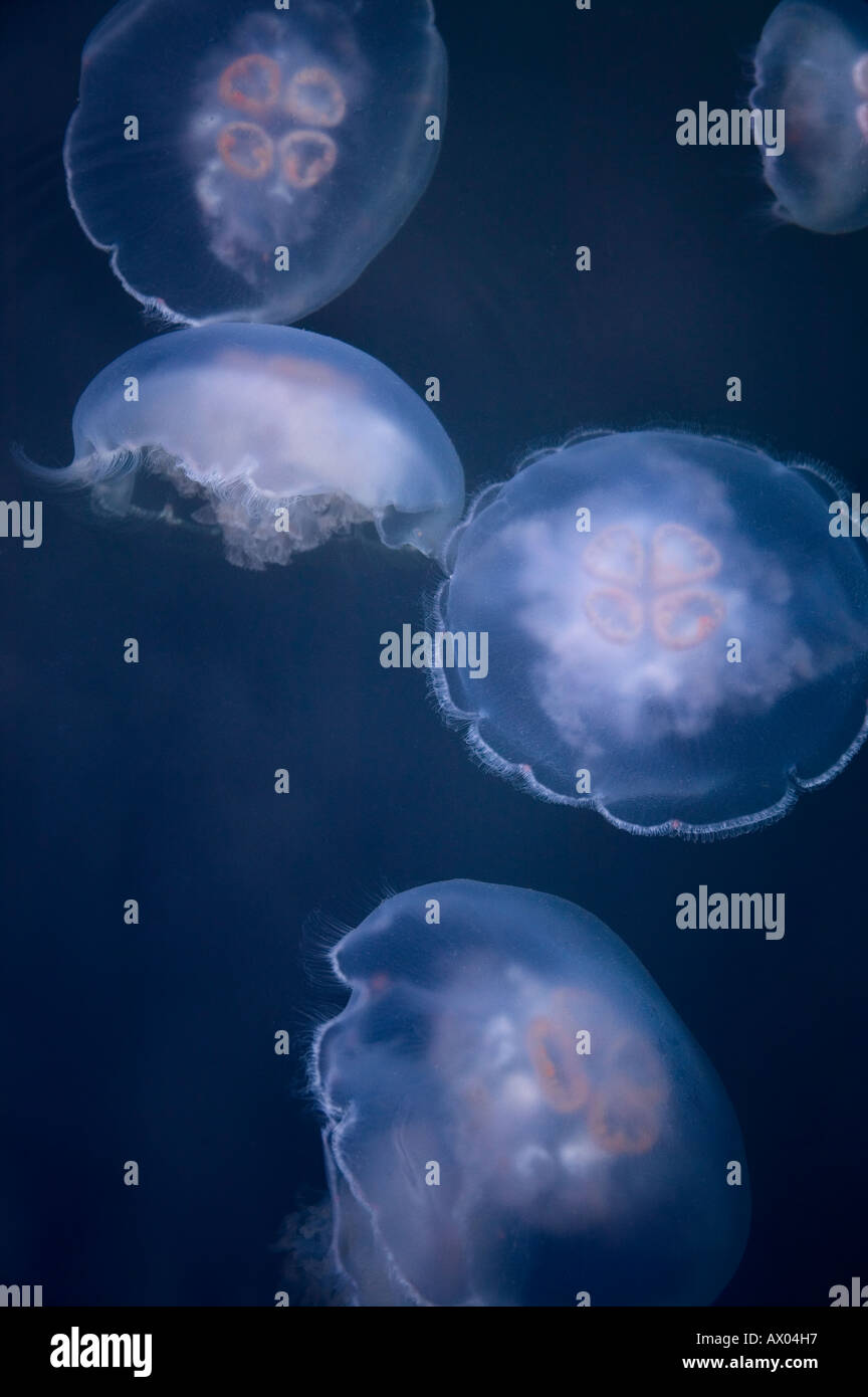 Jellyfish jellies sea creatures hi-res stock photography and images - Alamy