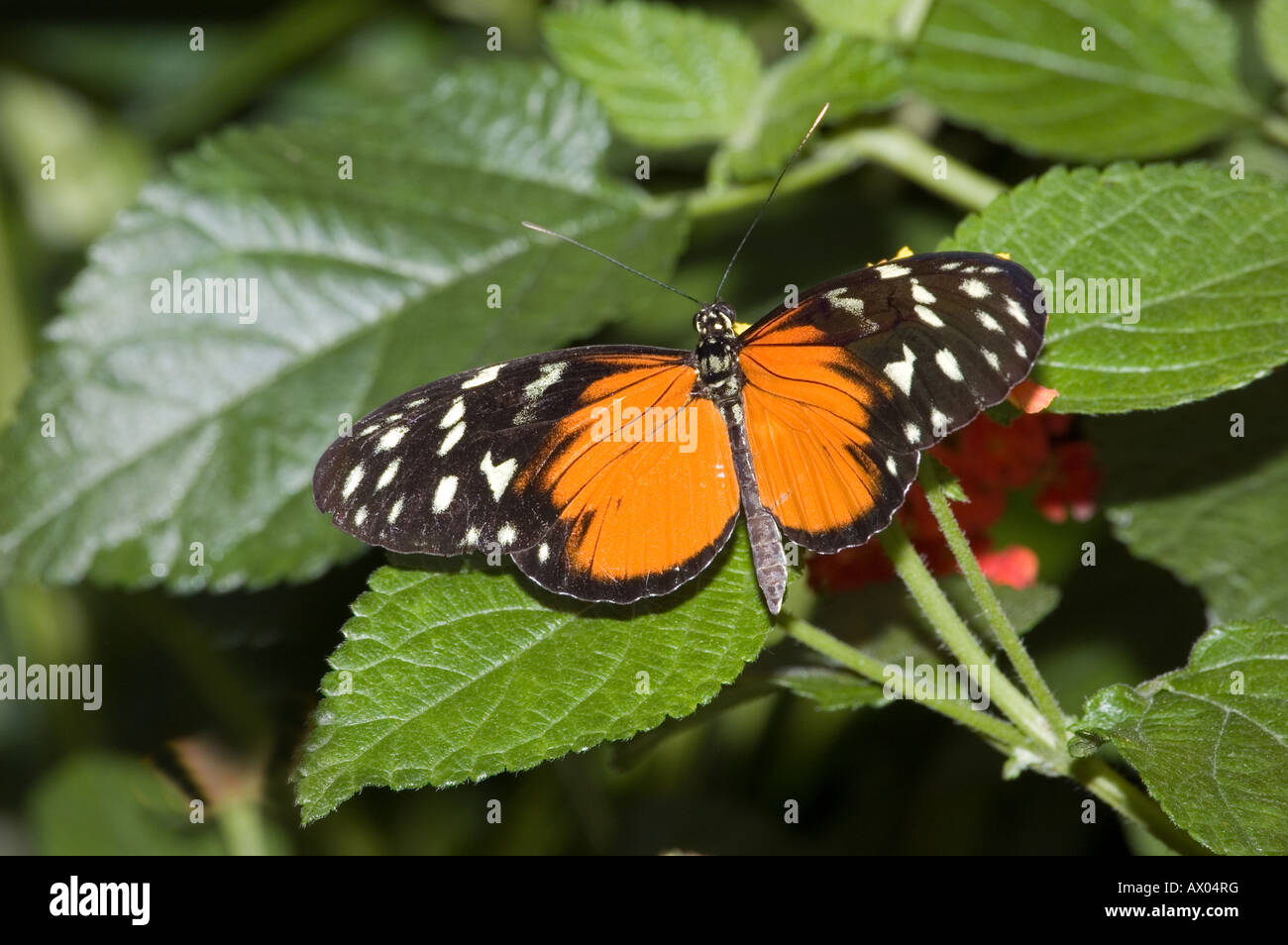 Golden helicon butterfly Stock Photo - Alamy