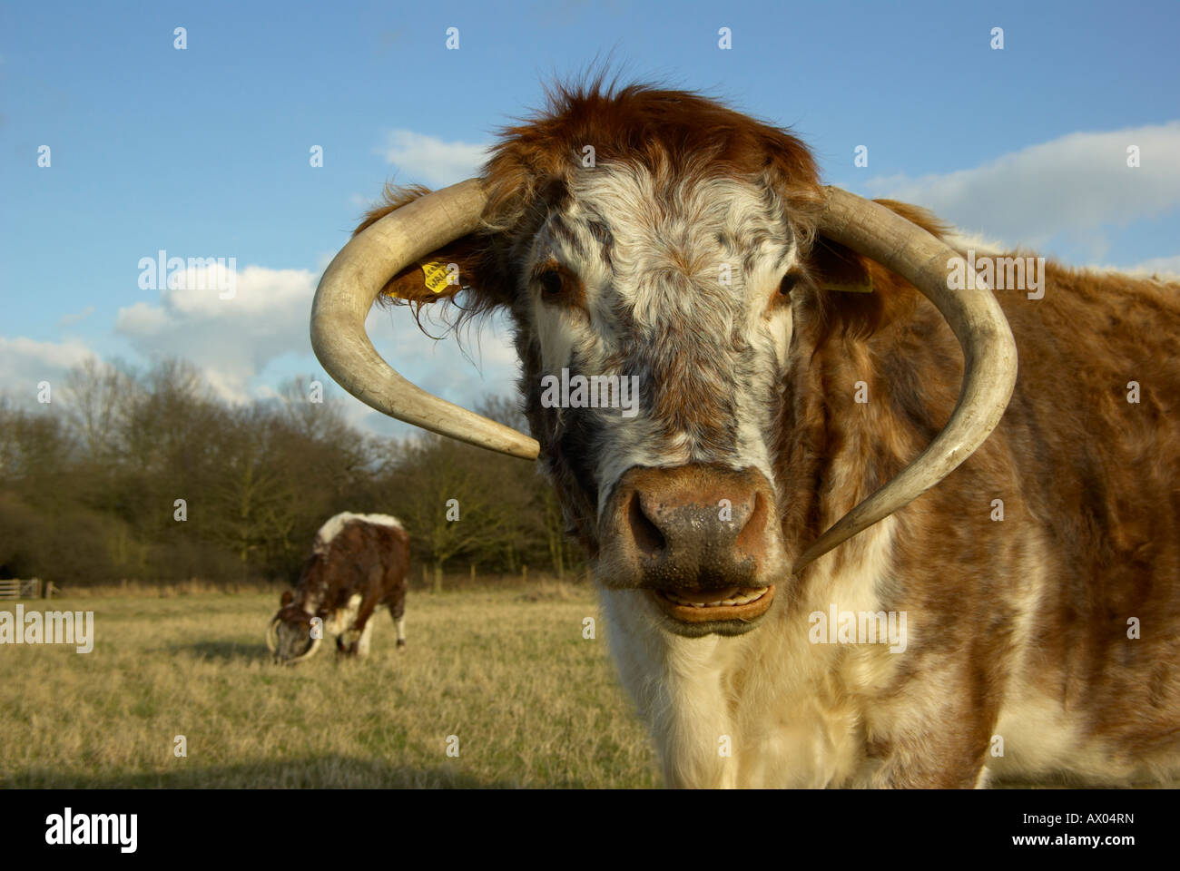 Long horned cattle, Roding Valley, Essex. These cattle graze the ...