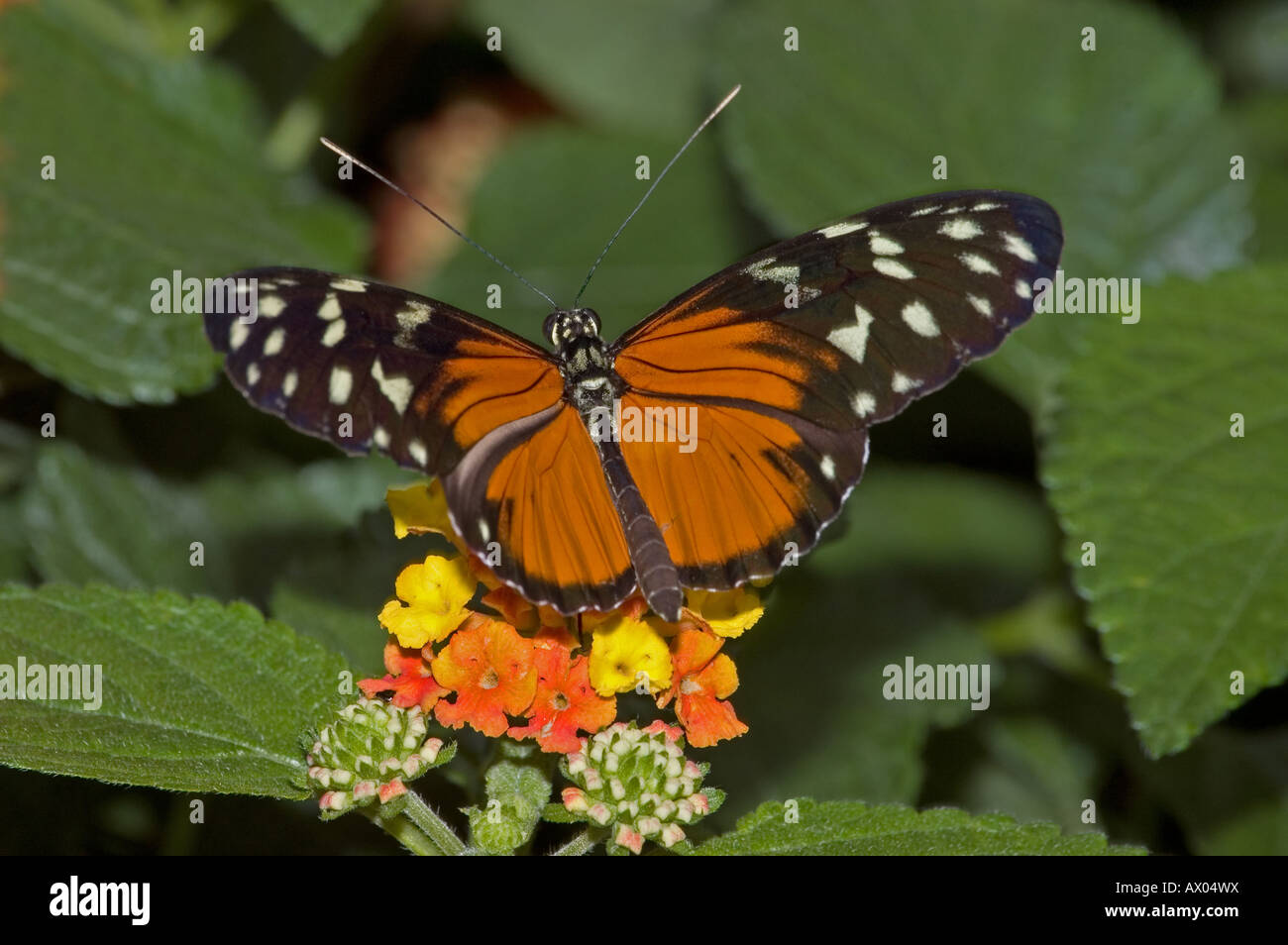 Golden helicon butterfly Stock Photo - Alamy