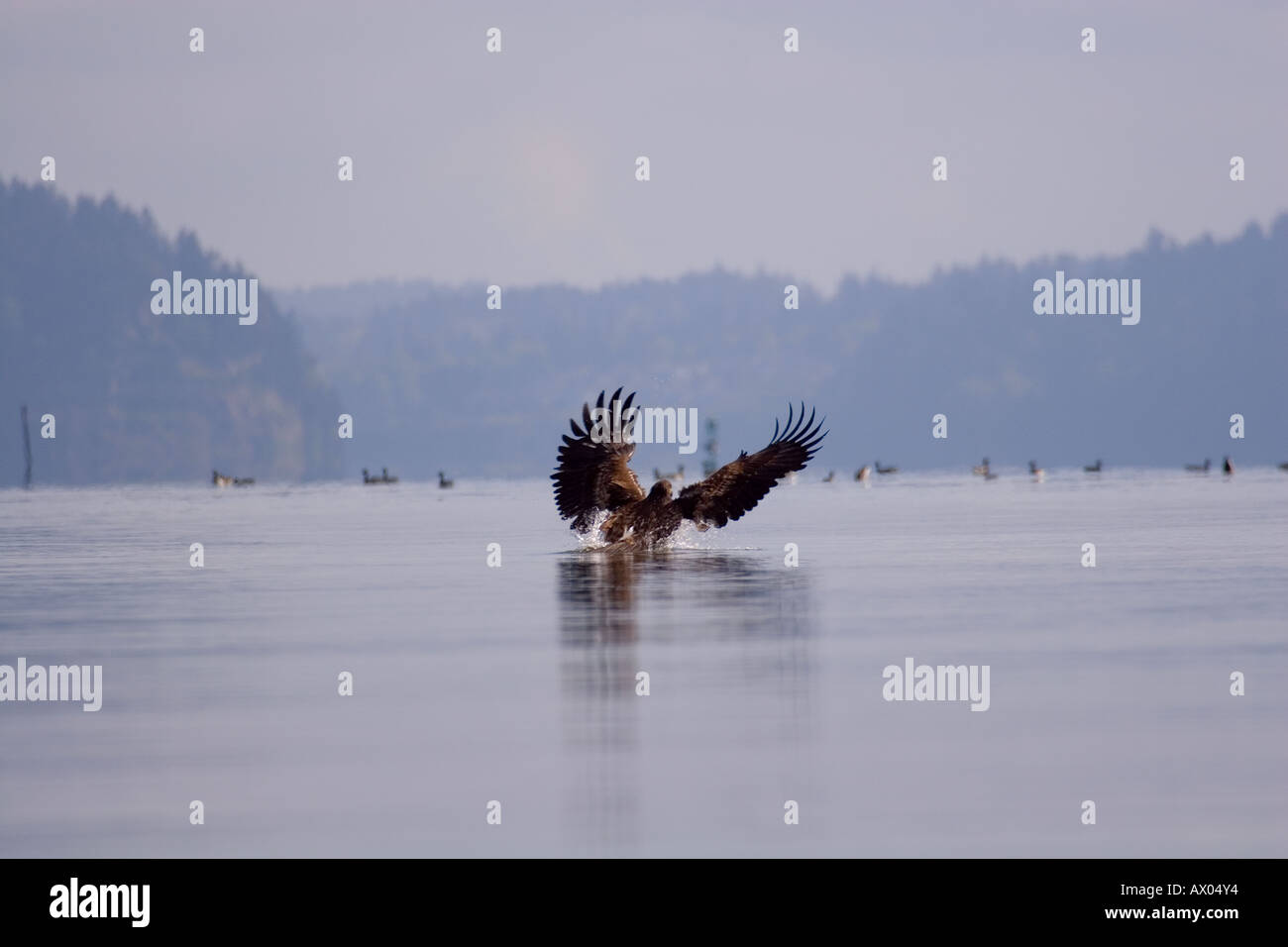 Capturing sound hi-res stock photography and images - Alamy