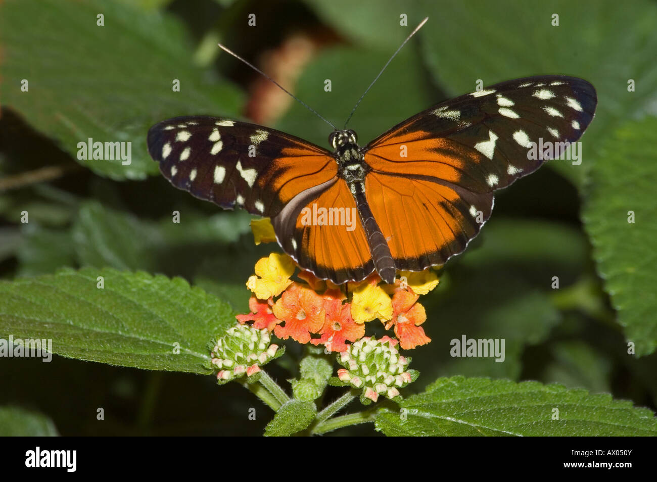 Golden helicon hi-res stock photography and images - Alamy