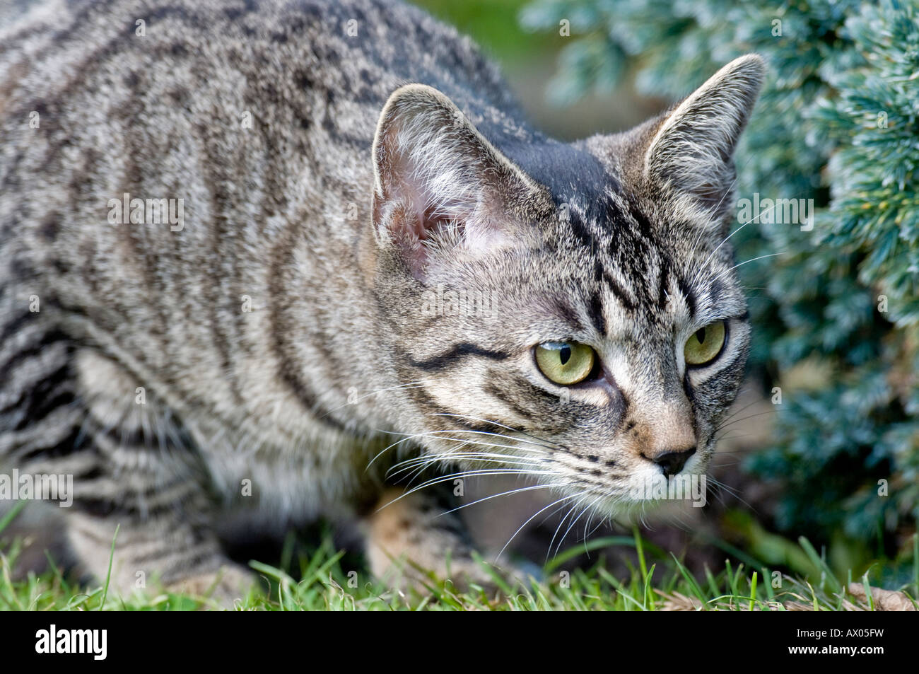 Cat hunting garden hi-res stock photography and images - Alamy