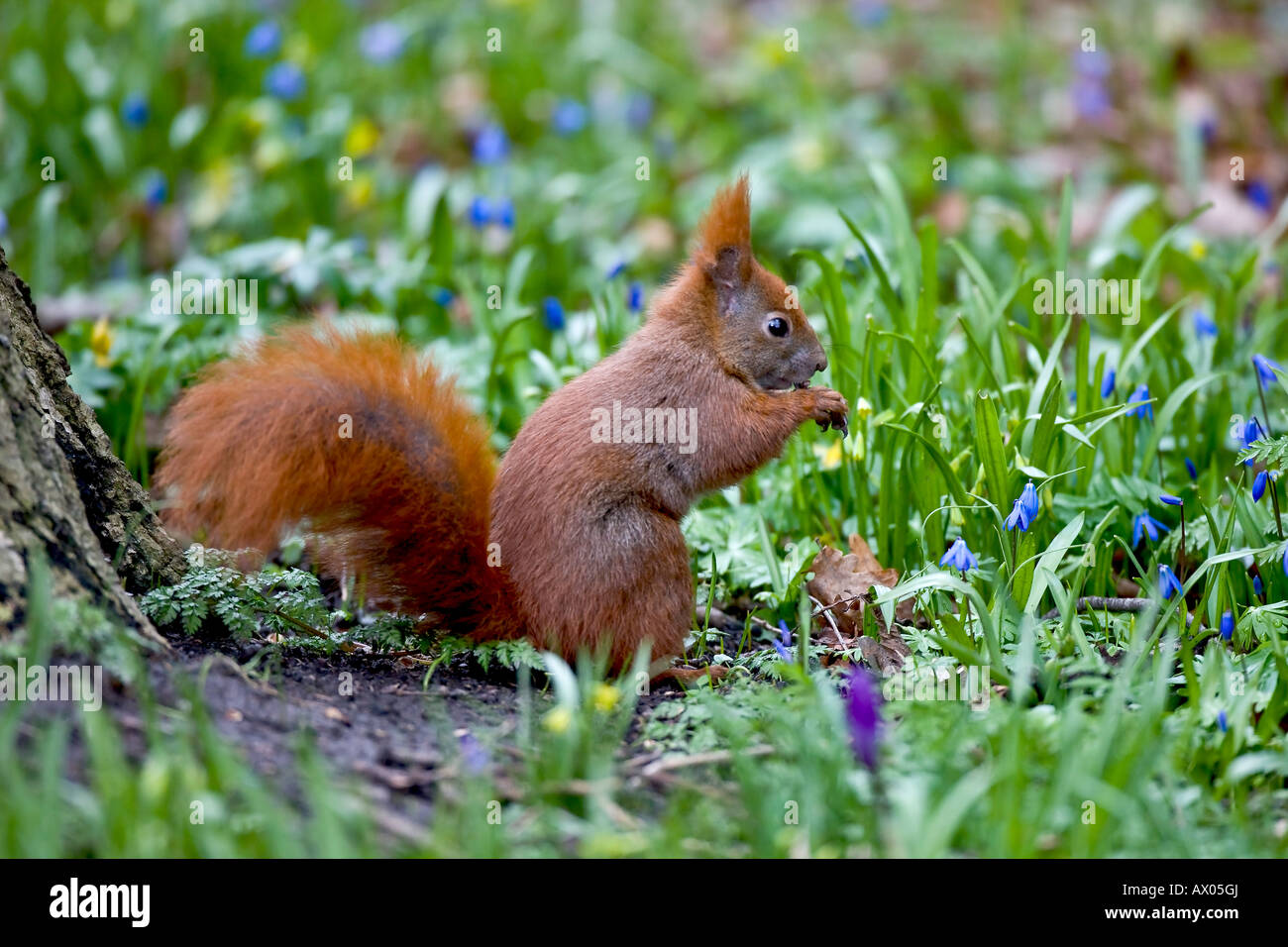 Red squirrel flowers hi-res stock photography and images - Alamy