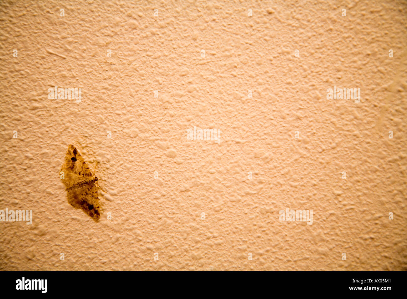 Moth on wall Stock Photo - Alamy