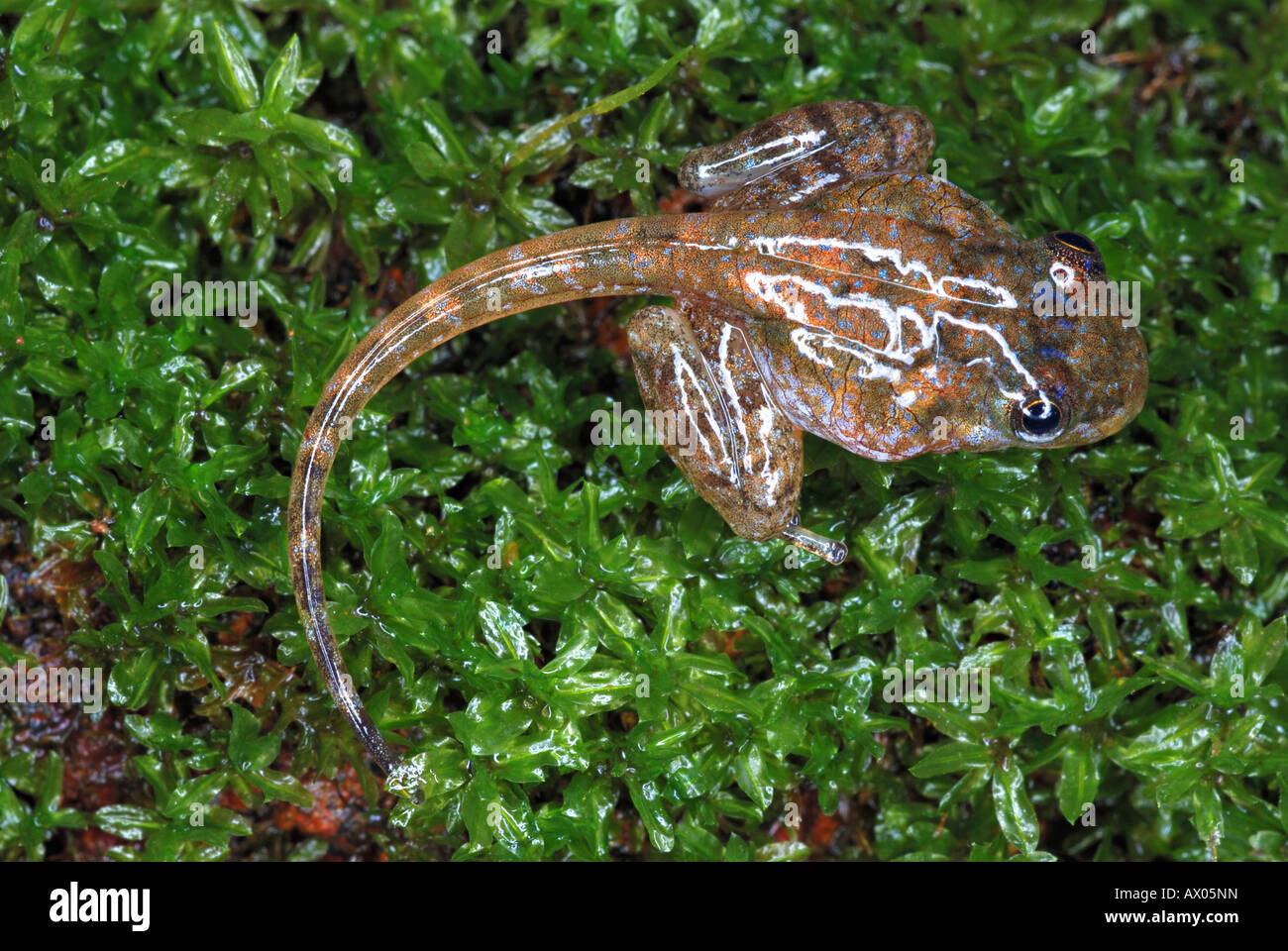 Pollywog poliwag polliwog amphibian High Resolution Stock Photography ...