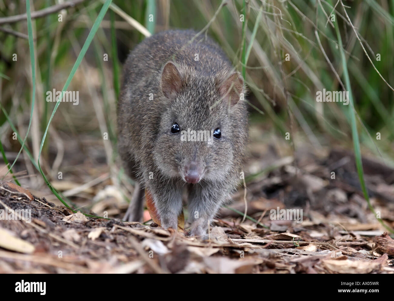 Long-nosed potoroo, potorous tridactylus, single adult Stock Photo - Alamy