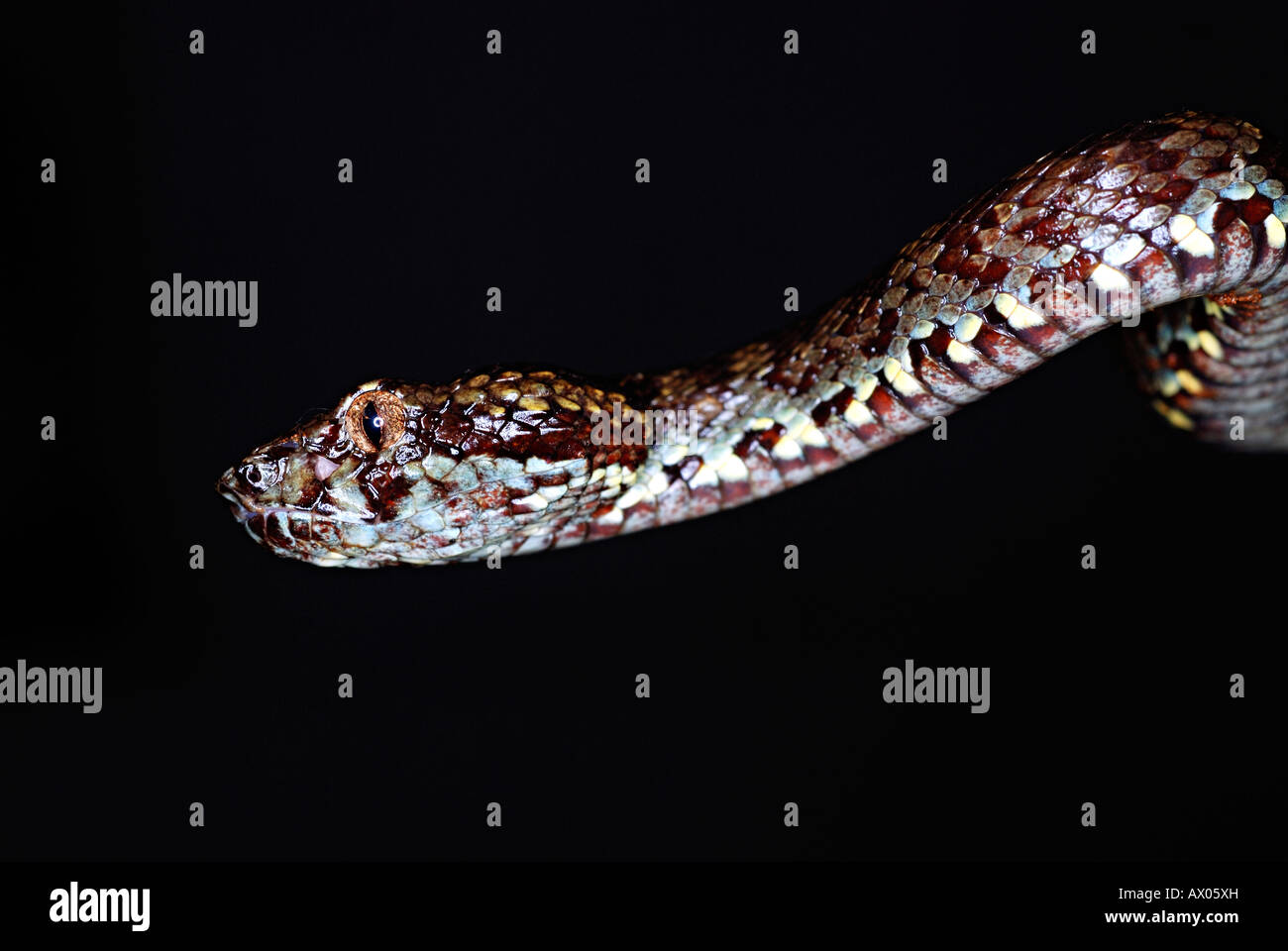 Malabar Pit Viper (Trimeresums malbaricus) is endemic to the western ...