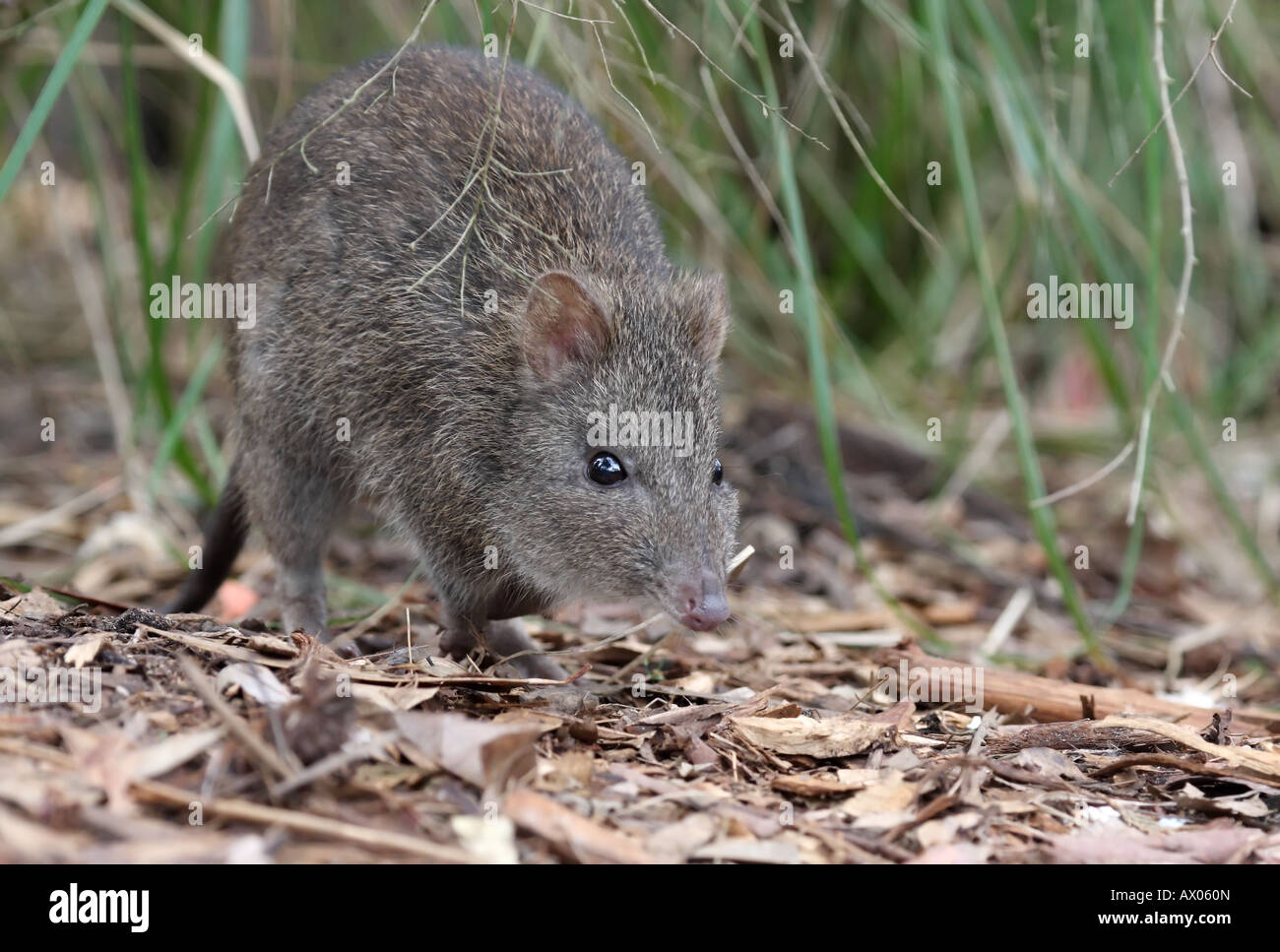 Long-nosed potoroo, potorous tridactylus, single adult Stock Photo - Alamy