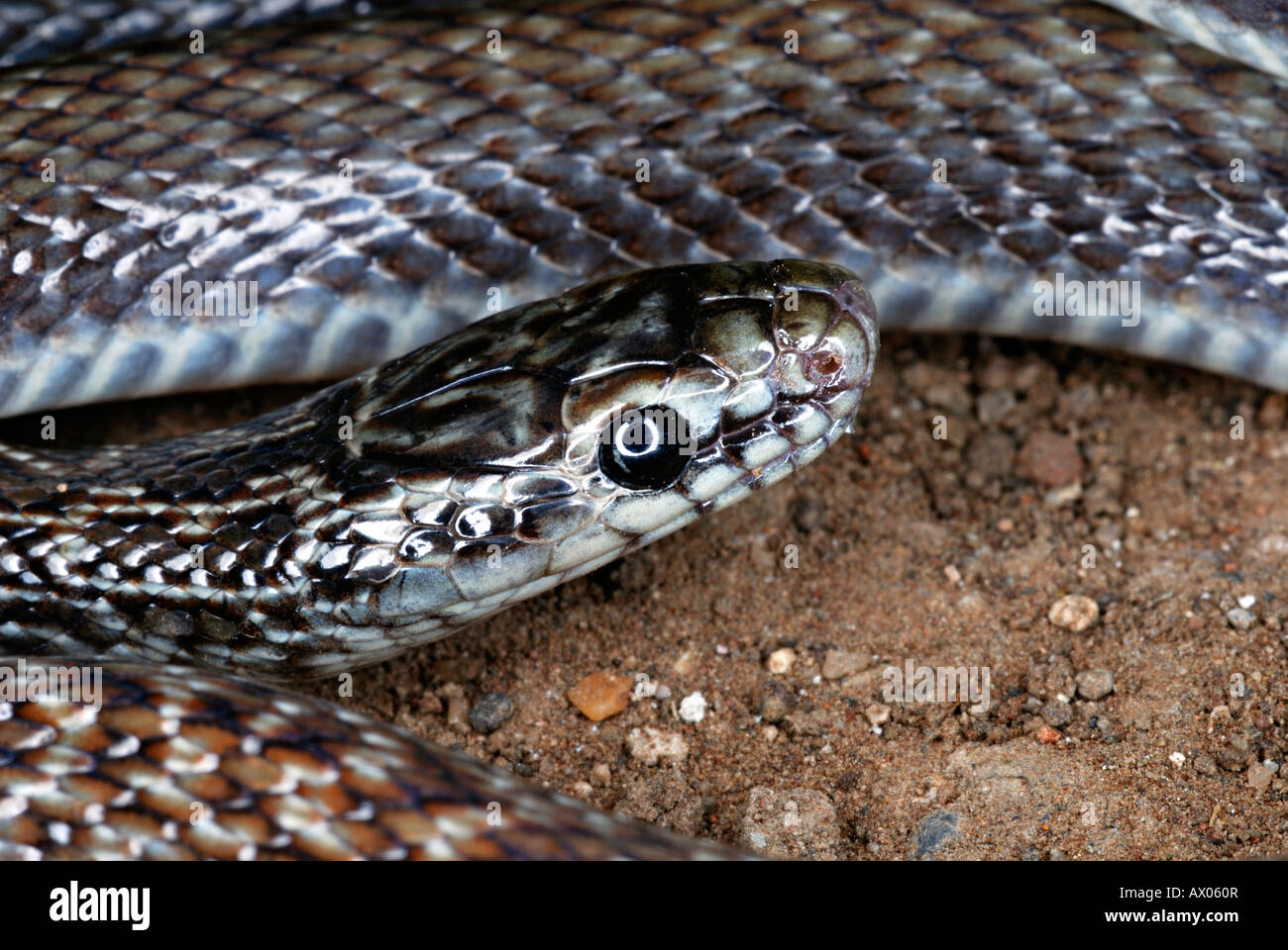 INDIAN SMOOTH SNAKE Coronella brachyura . Non Venomous rare. Small ...