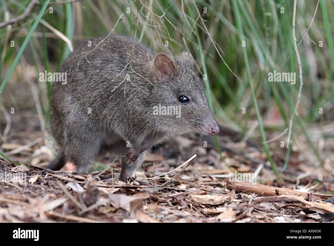 Long nosed potoroo potorous tridactylus hi-res stock photography and ...