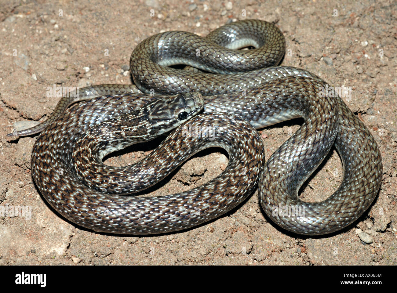 INDIAN SMOOTH SNAKE Coronella brachyura . Non Venomous rare. Small ...