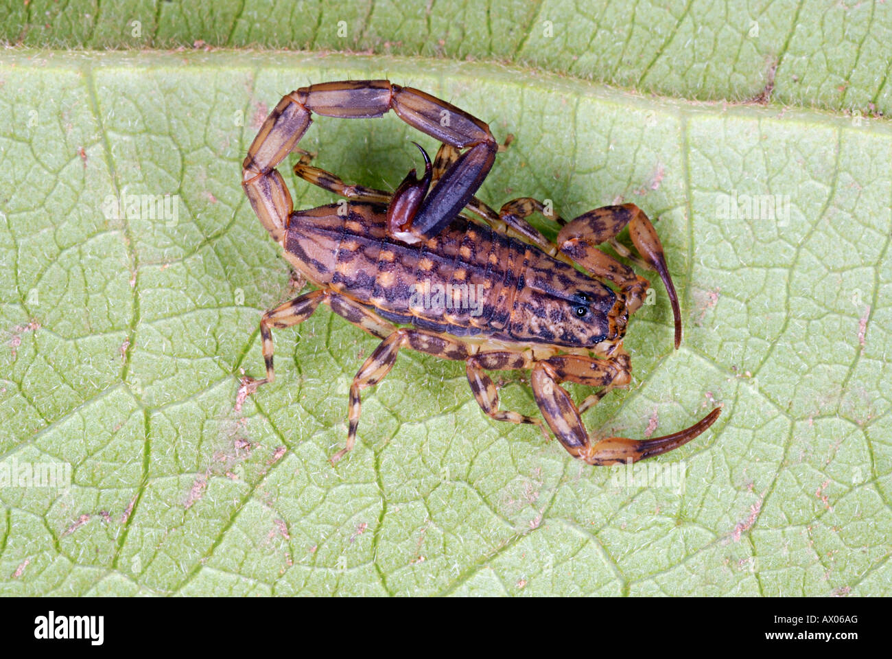 Mesobuthus tamulus, Scorpionidae, Scorpionida, Arachnida, Lychas sp ...