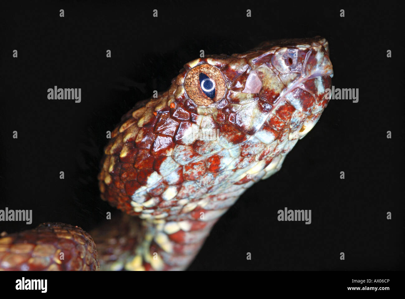 Malabar Pit Viper (Trimeresums malbaricus) Venomous is endemic to the ...