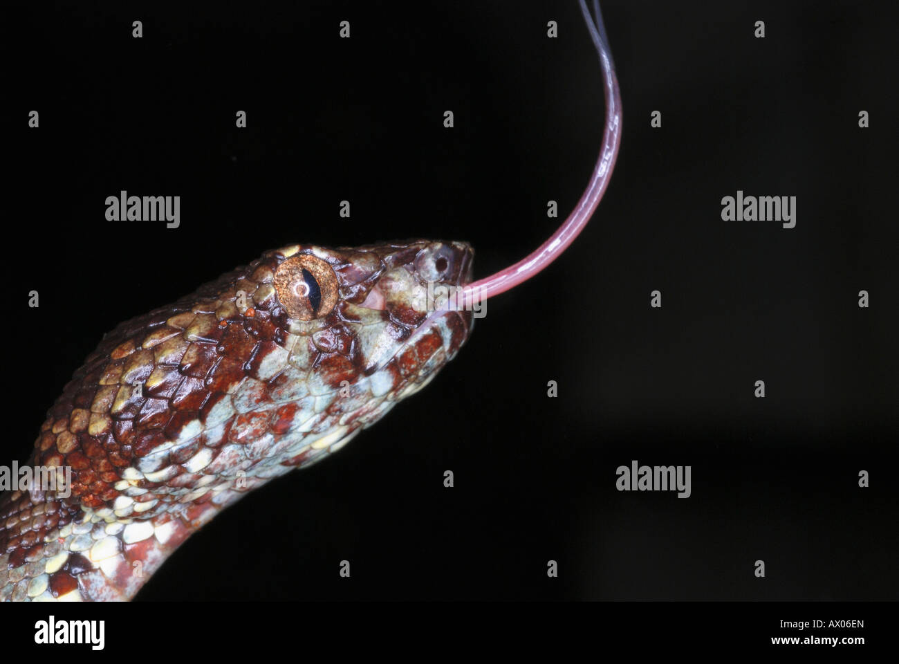 Malabar Pit Viper (Trimeresums malbaricus) is endemic to the western ...