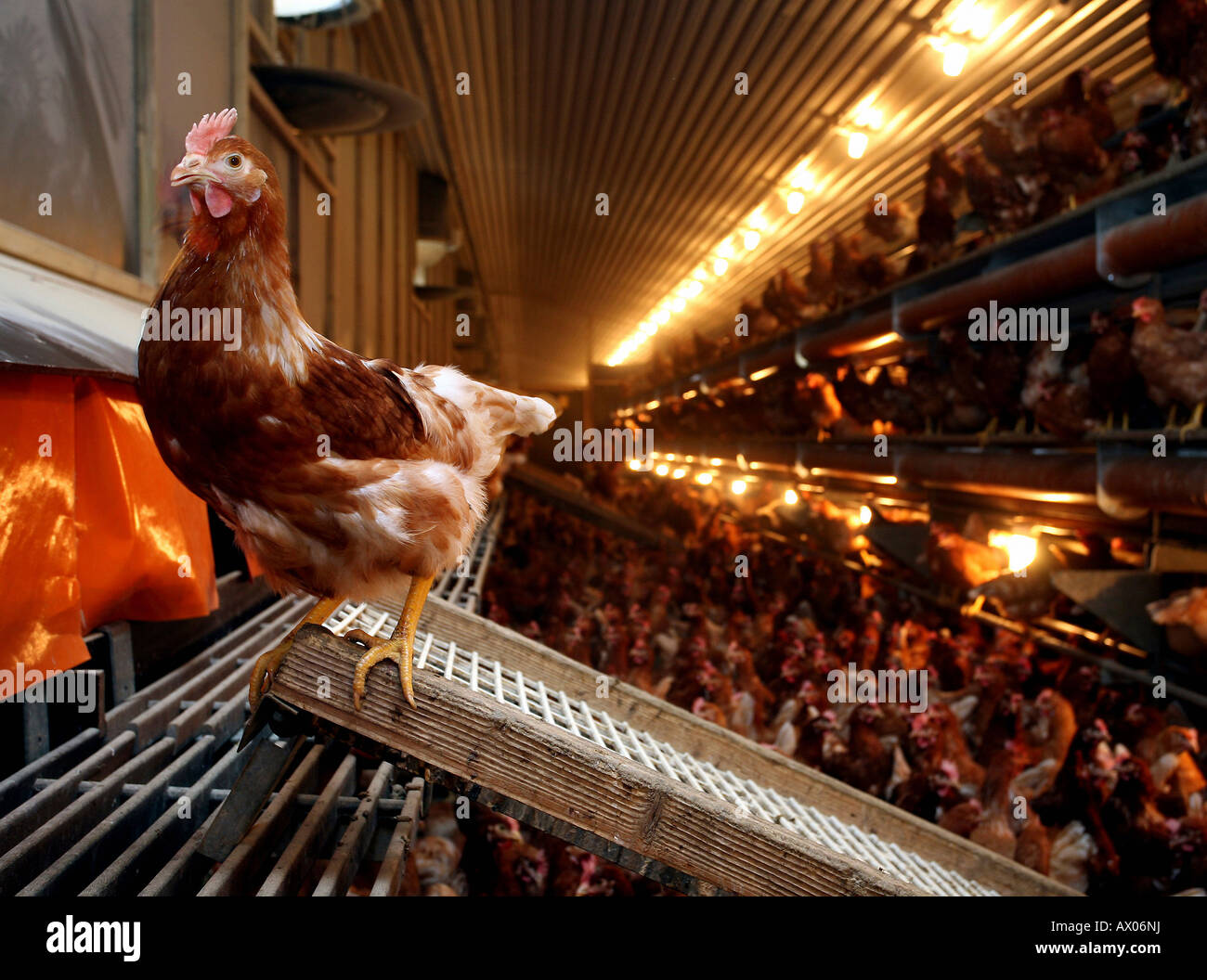 Laying hens at a mass farm Stock Photo - Alamy