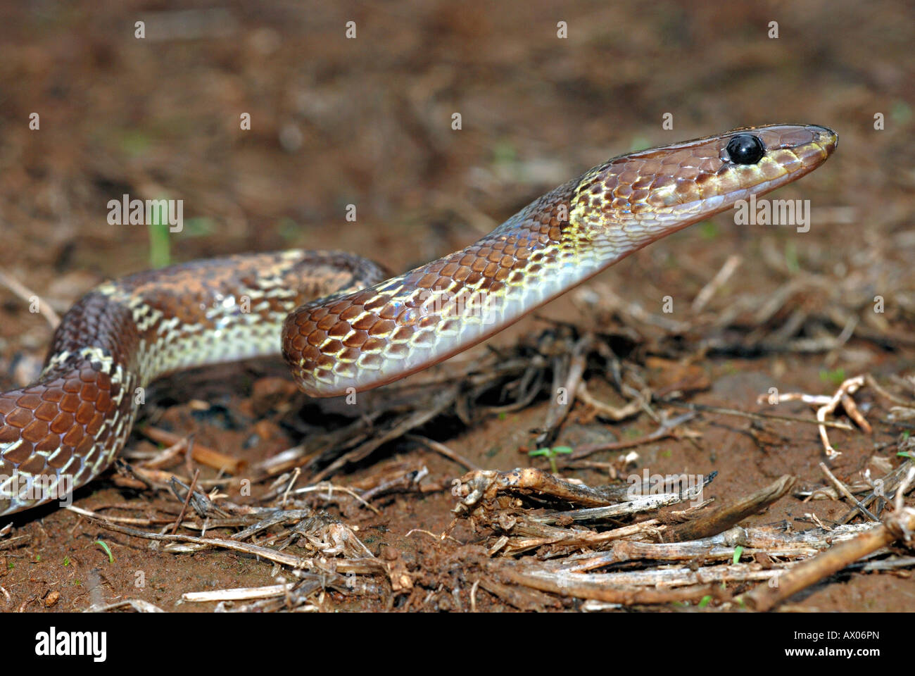 COMMON WOLF SNAKE Lycodon aulicus, Non venomous, Common. Indian Wolf ...