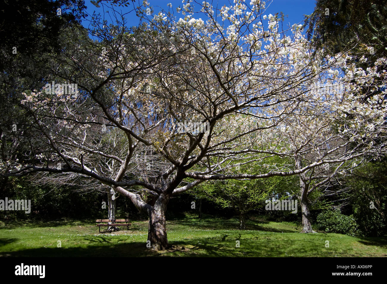 Wild Cherry Tree, New Zealand Stock Photo - Alamy