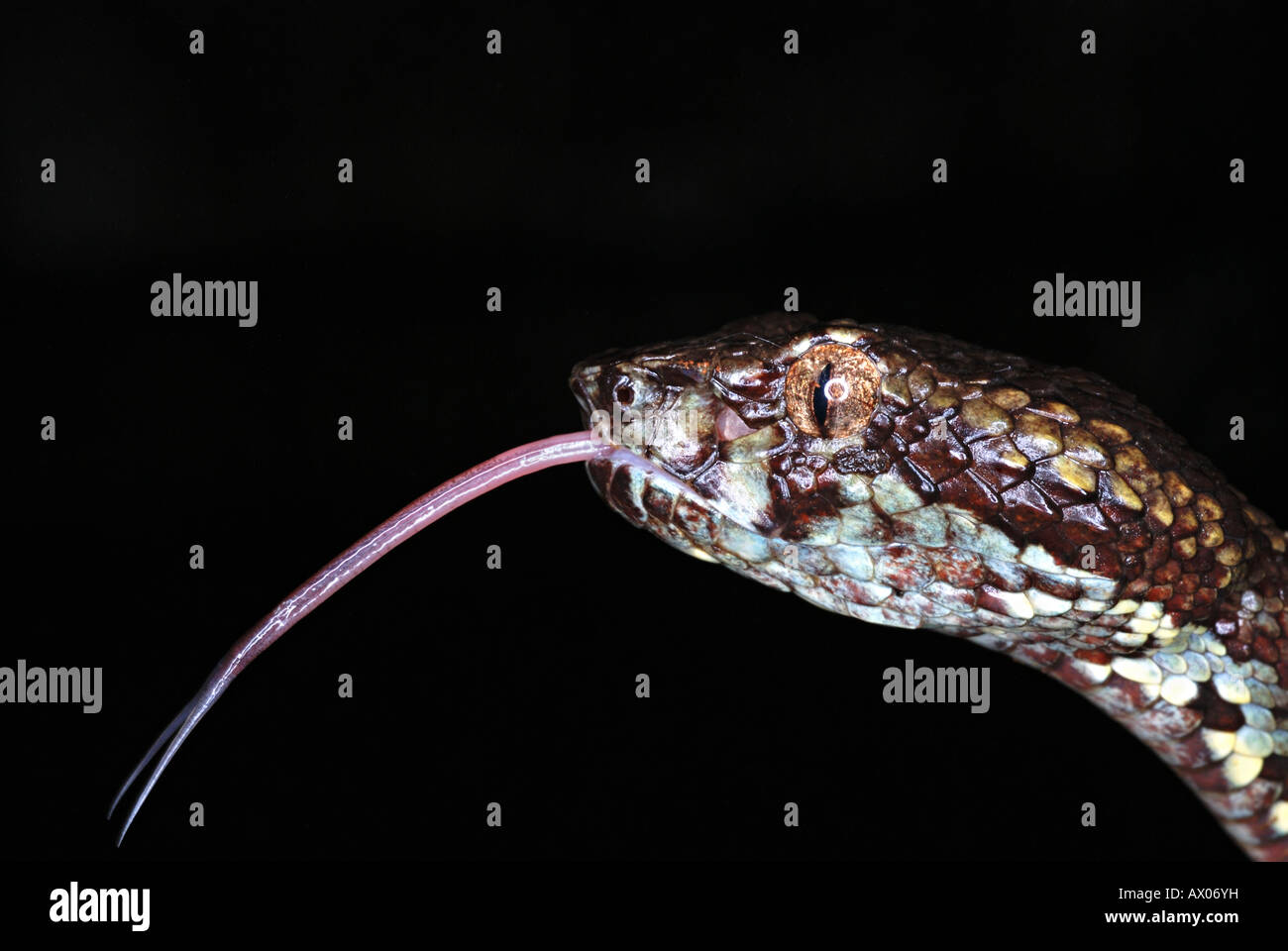 Endemic snakes western ghats hi-res stock photography and images - Alamy