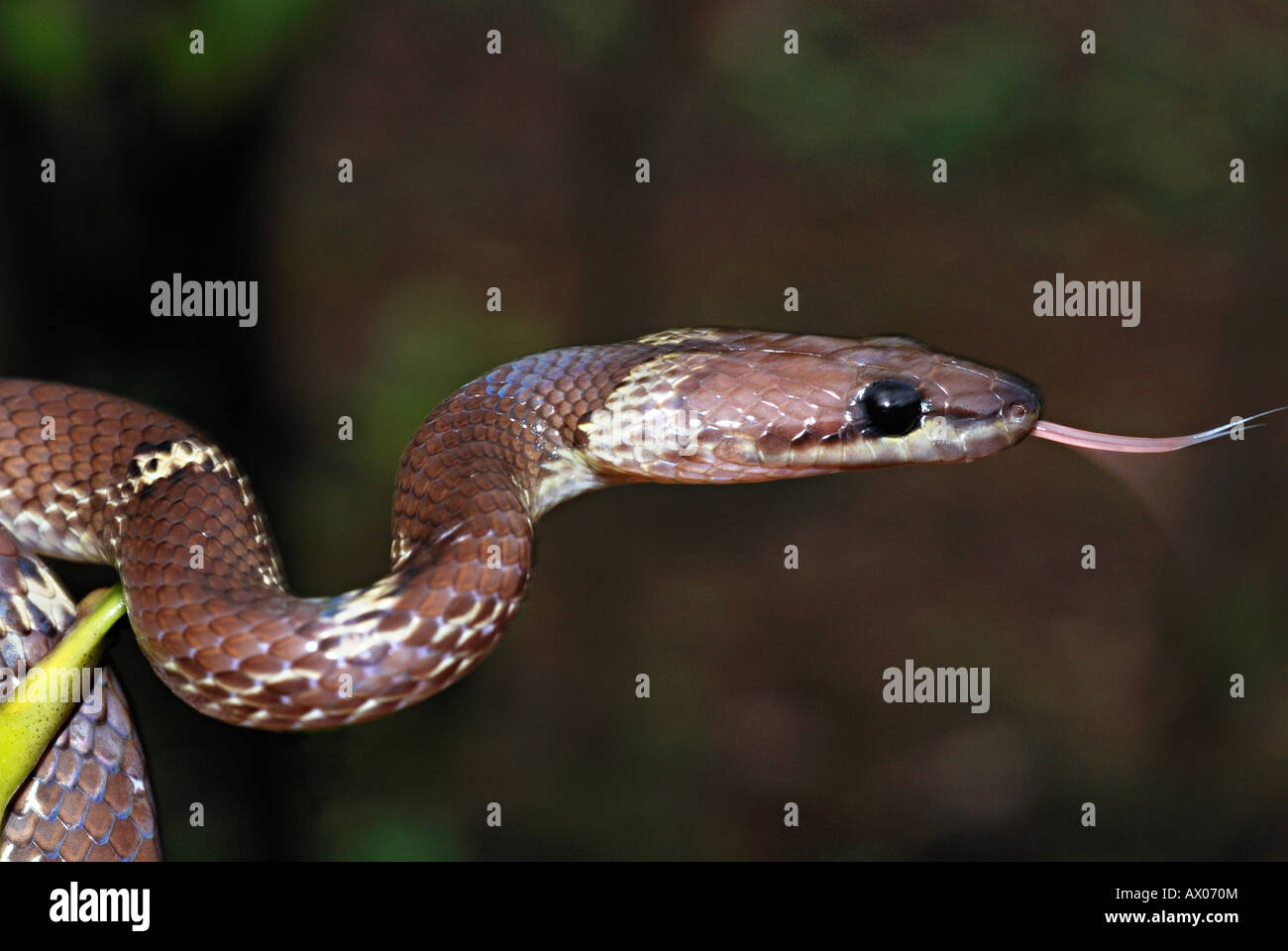 COMMON WOLF SNAKE Lycodon aulicus, Non venomous, Common. Indian Wolf ...