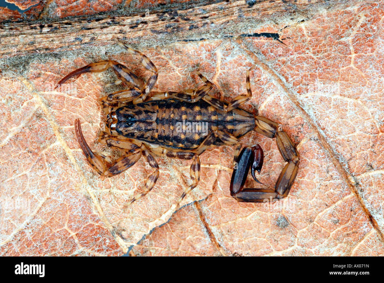 Mesobuthus tamulus, Scorpionidae, Scorpionida, Arachnida, Lychas sp ...