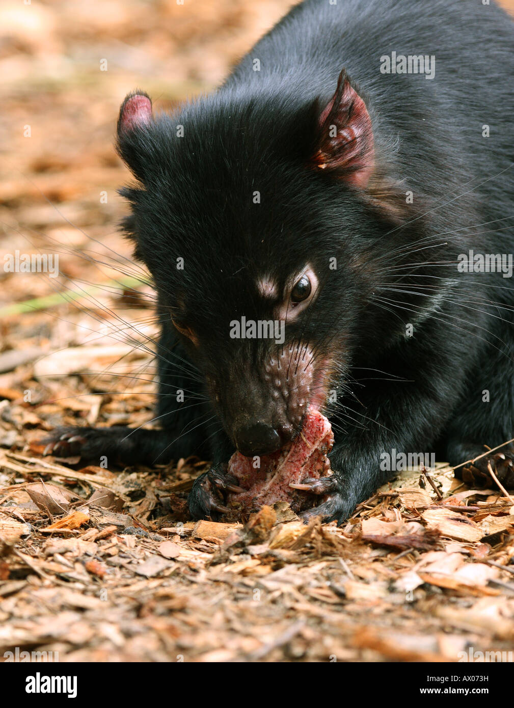 Tasmanian devil, sarcophilus harrisi, single adult eating Stock Photo ...