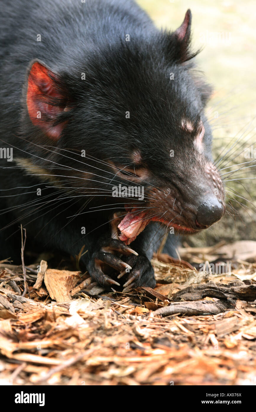 Tasmanian devil eating hi-res stock photography and images - Alamy