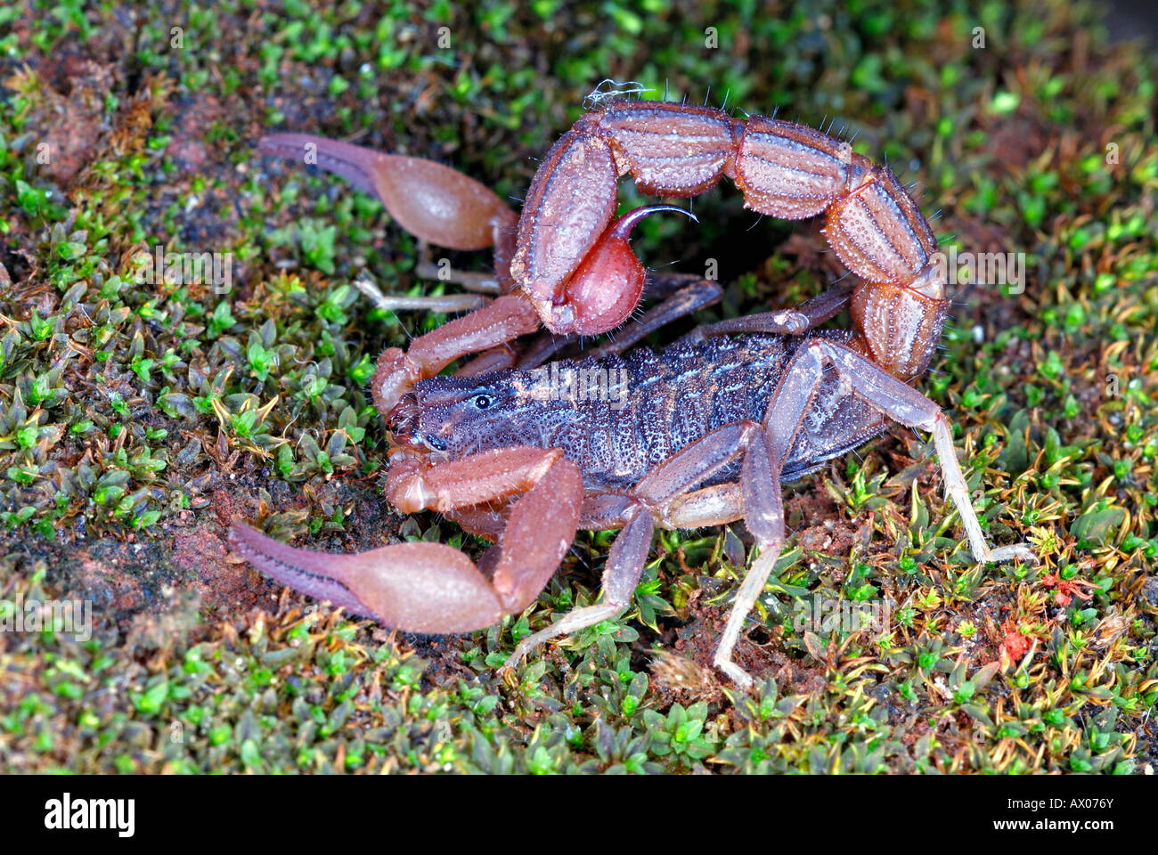 Scorpio detail blue scorpion danger insect arachnid hi-res stock ...