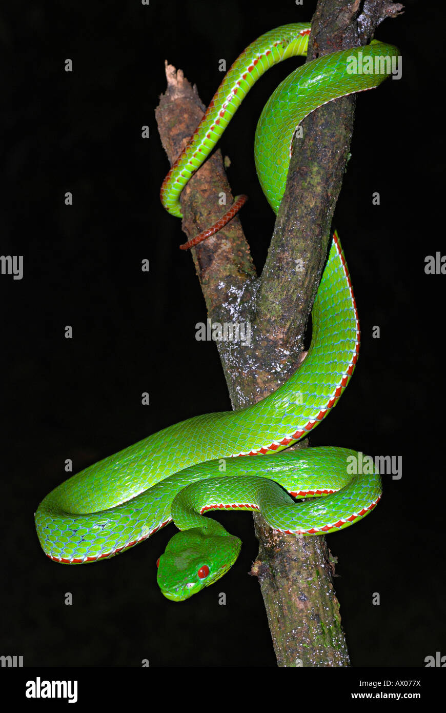POPE'S PIT VIPER Trimeresurus popeiorum VENOMOUS Uncommon Native to ...