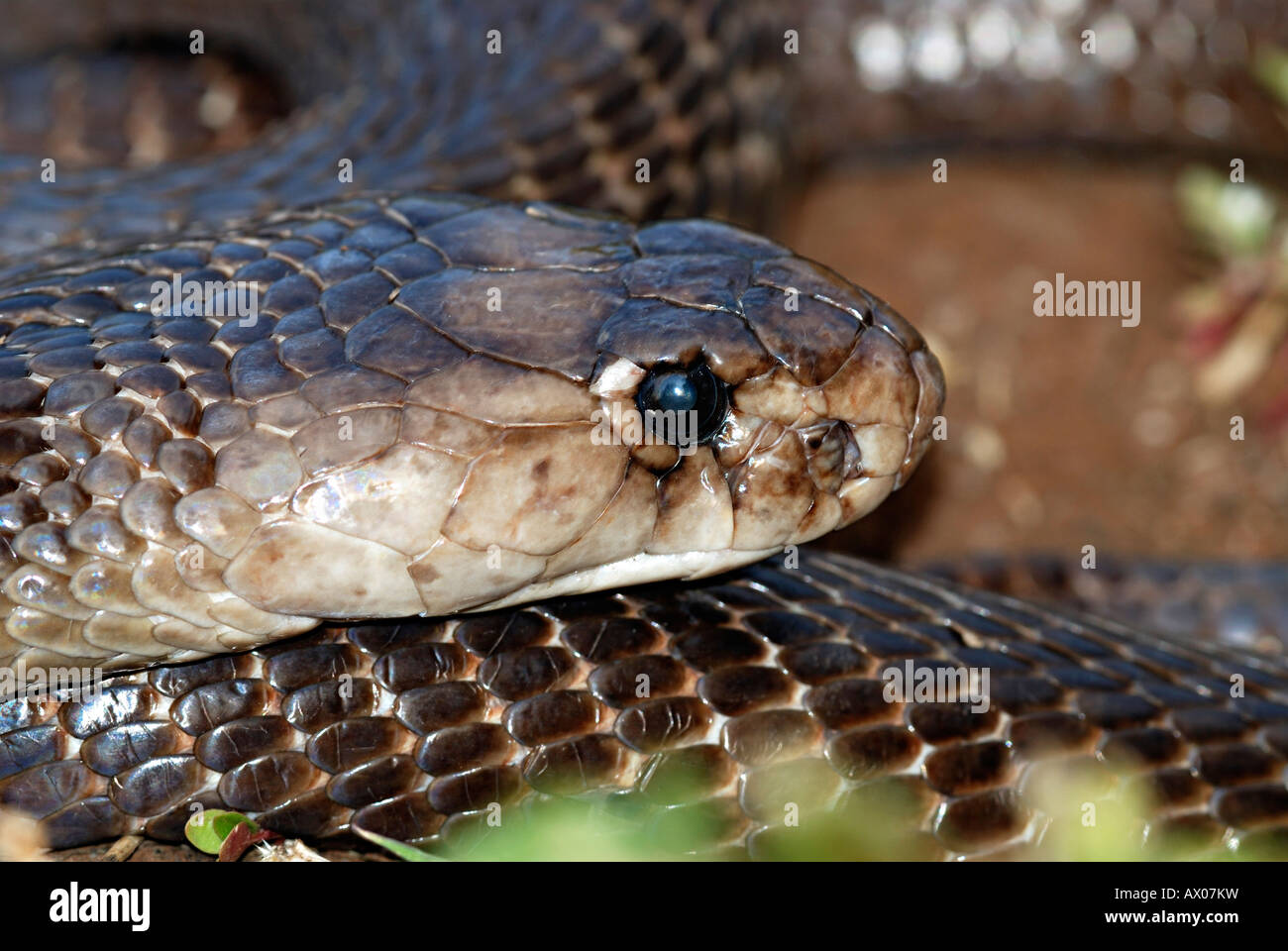 SPECTACLED COBRA. Naja naja. Venomous, common. Genus of venomous elapid ...